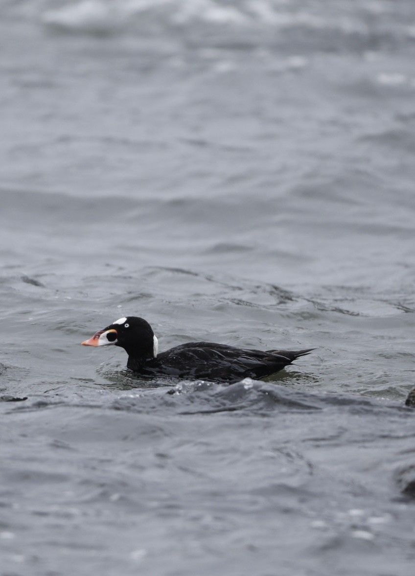 eBird Checklist - 27 Apr 2024 - South Jetty - 11 species