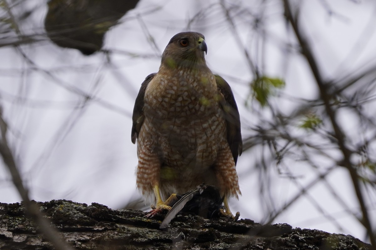 eBird Checklist - 27 Apr 2024 - White Star Park - 7 species