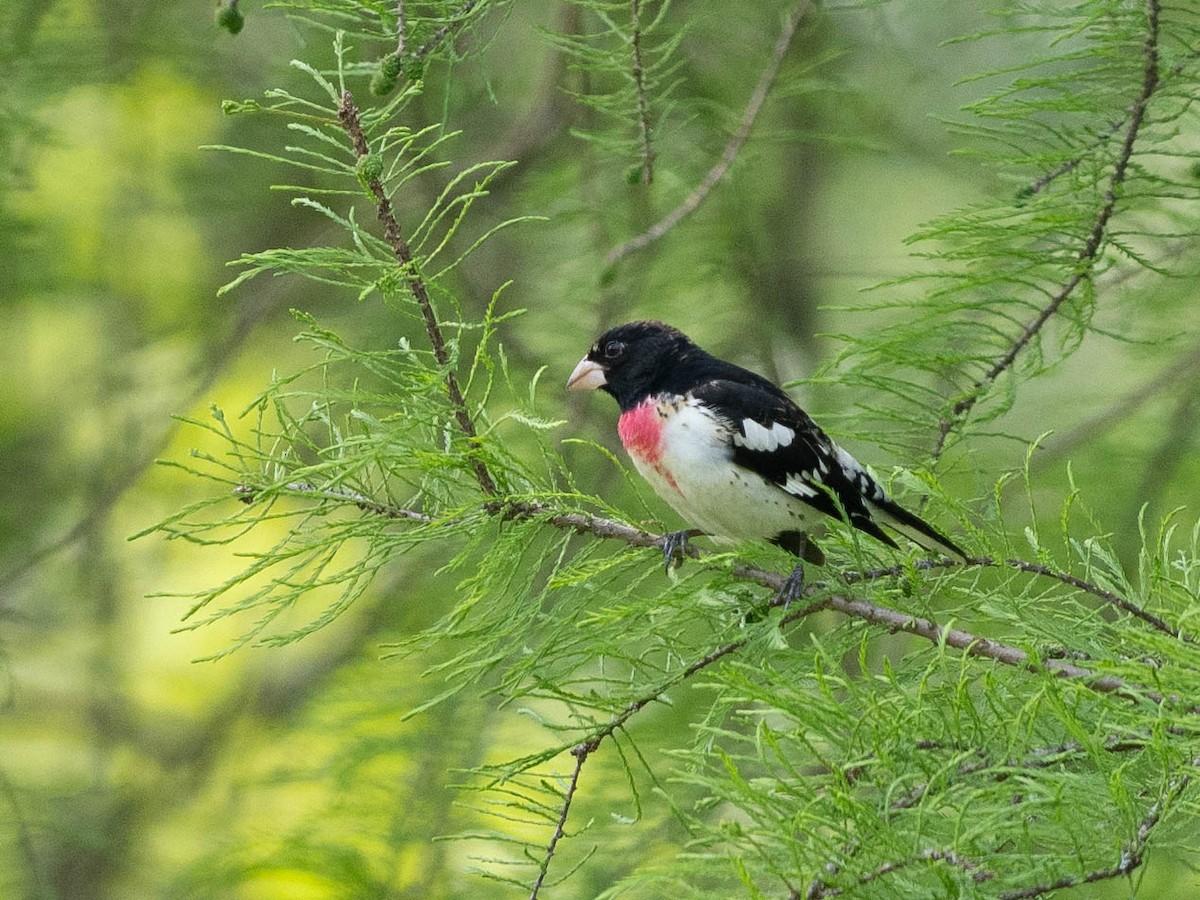 eBird Checklist - 27 Apr 2024 - Tower Grove Park - 33 species