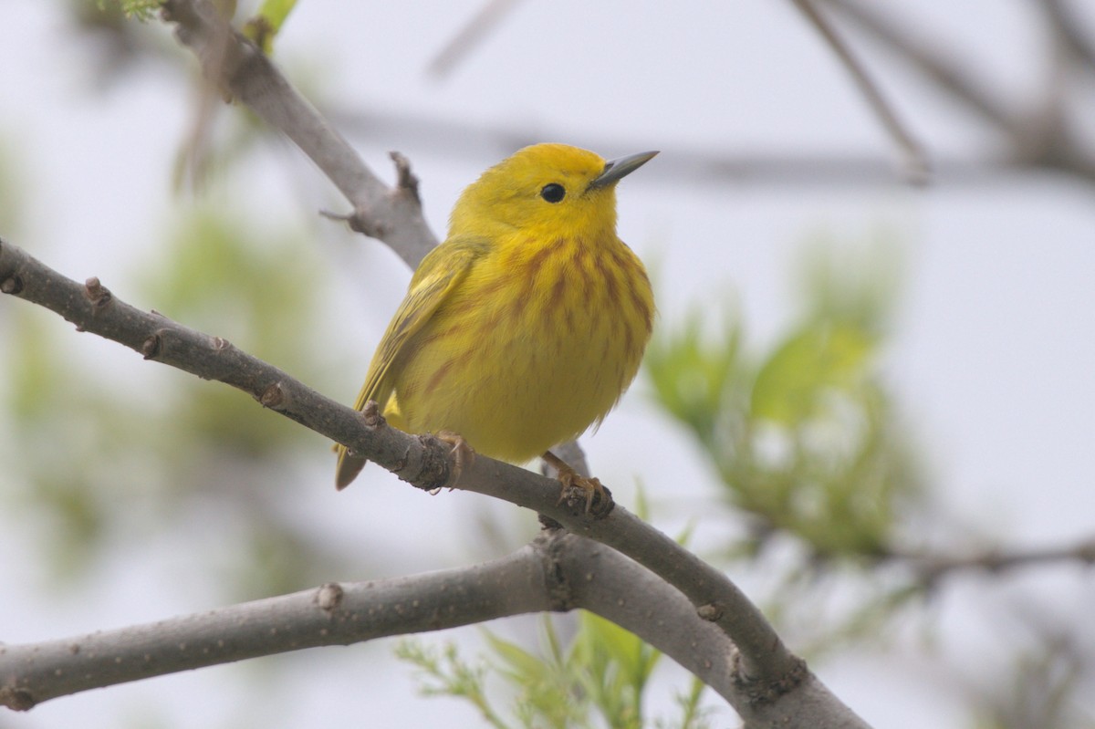 eBird Checklist - 27 Apr 2024 - Rush Lake (Palo Alto Co.) - 18 species