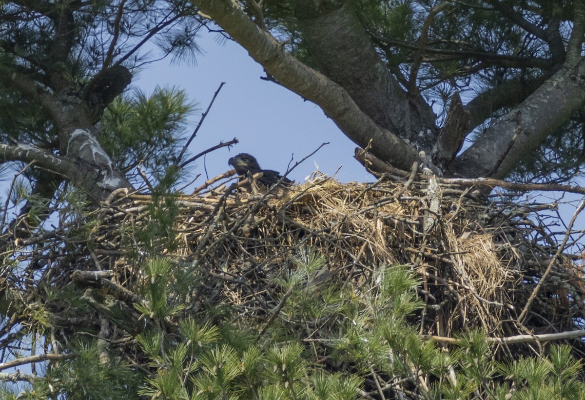 Pennsylvania Bird Atlas Checklist - 28 Apr 2024 - Westtown School (incl. Westtown Lake ...