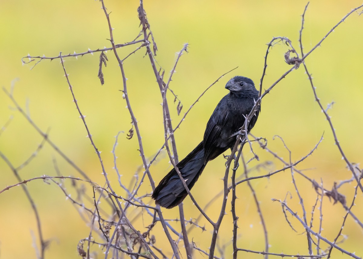 eBird Checklist - 19 Apr 2024 - Santa Ana NWR (LTC 059) - 63 species