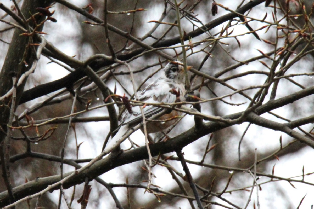 eBird Checklist - 27 Apr 2024 - 12830 County Road 8, Meeker, Colorado ...