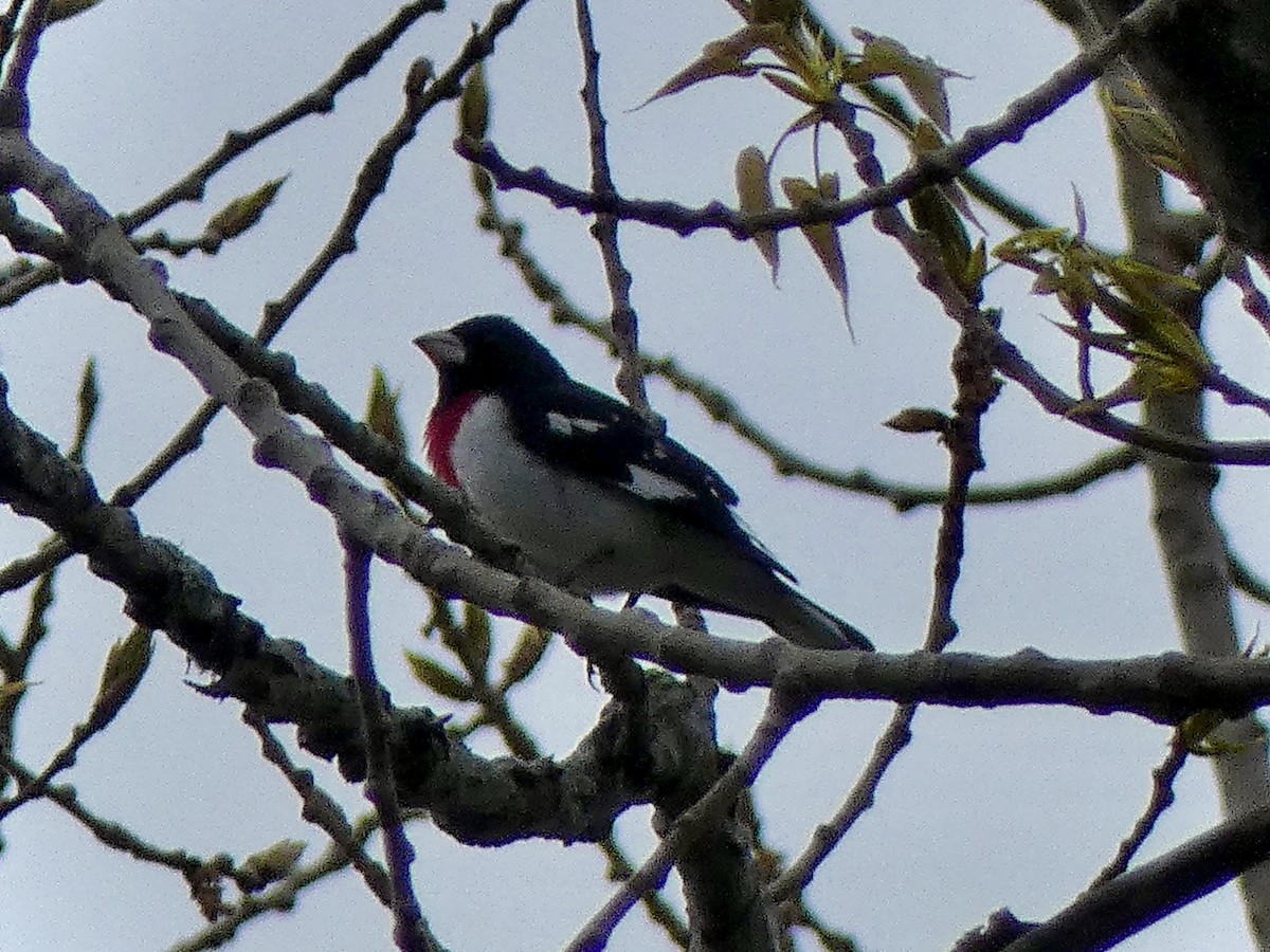 eBird Checklist - 28 Apr 2024 - Wangunk Meadows WMA - 17 species