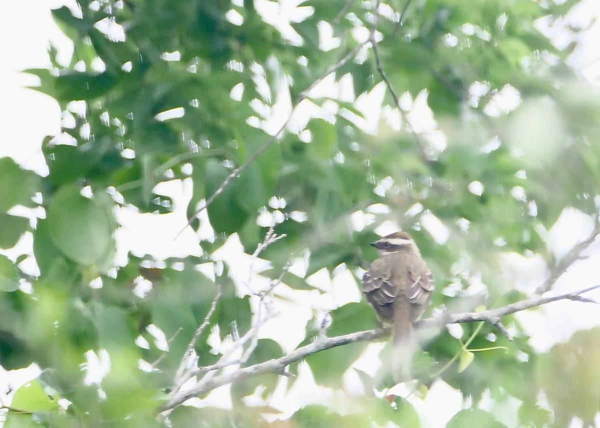 eBird Checklist - 28 Apr 2024 - Sylvan Rodriguez Park - 1 species