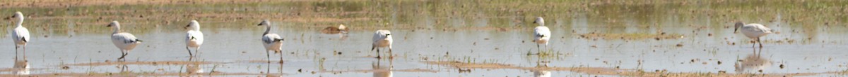eBird Checklist - 28 Apr 2024 - Sonny Bono Salton Sea NWR--Vendel Rd ...