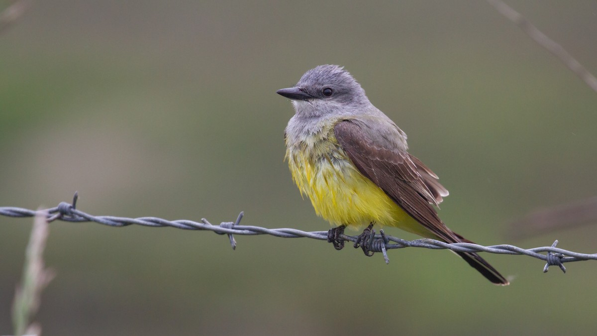 eBird Checklist - 23 Apr 2024 - Arcata Bottoms--Upper Bay/Lanphere Rd ...