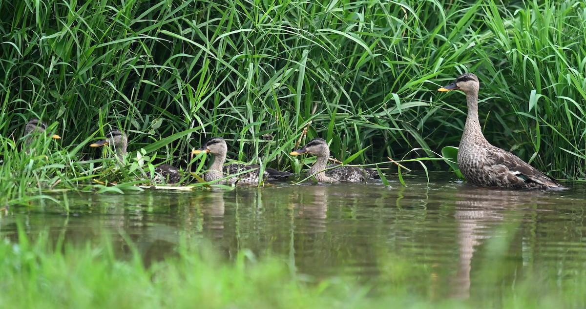 eBird Checklist - 13 Apr 2024 - 那邦田 (Nabang Fields) - 46 species (+1 ...