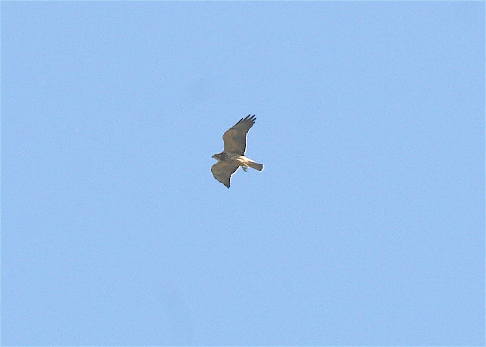 eBird Checklist - 2 Dec 2007 - Chestnut Hill Nursery - 1 species