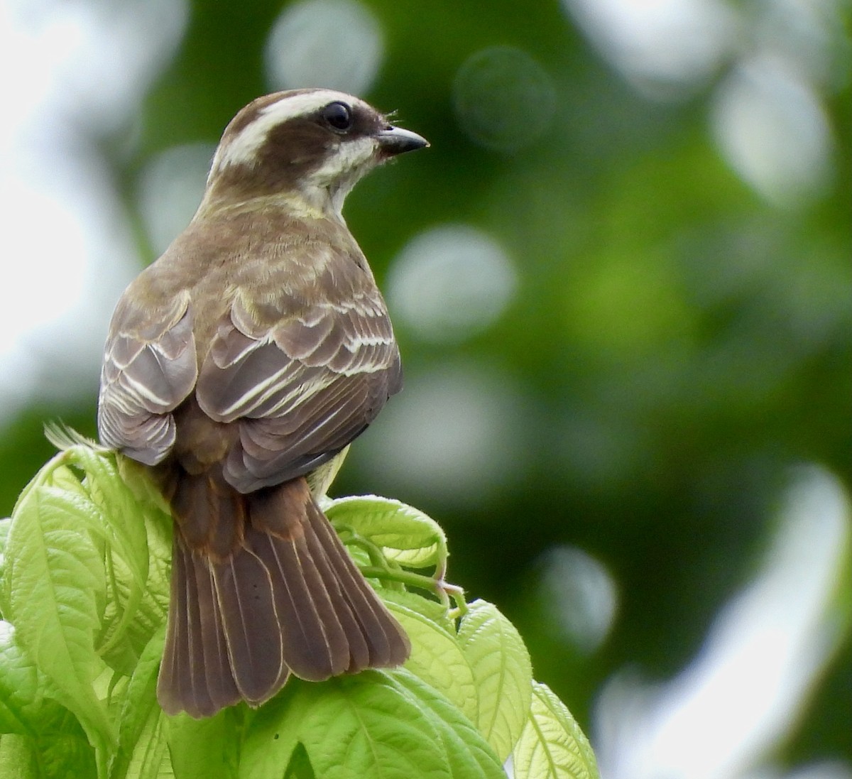eBird Checklist - 29 Apr 2024 - Sylvan Rodriguez Park - 7 species (+1 ...