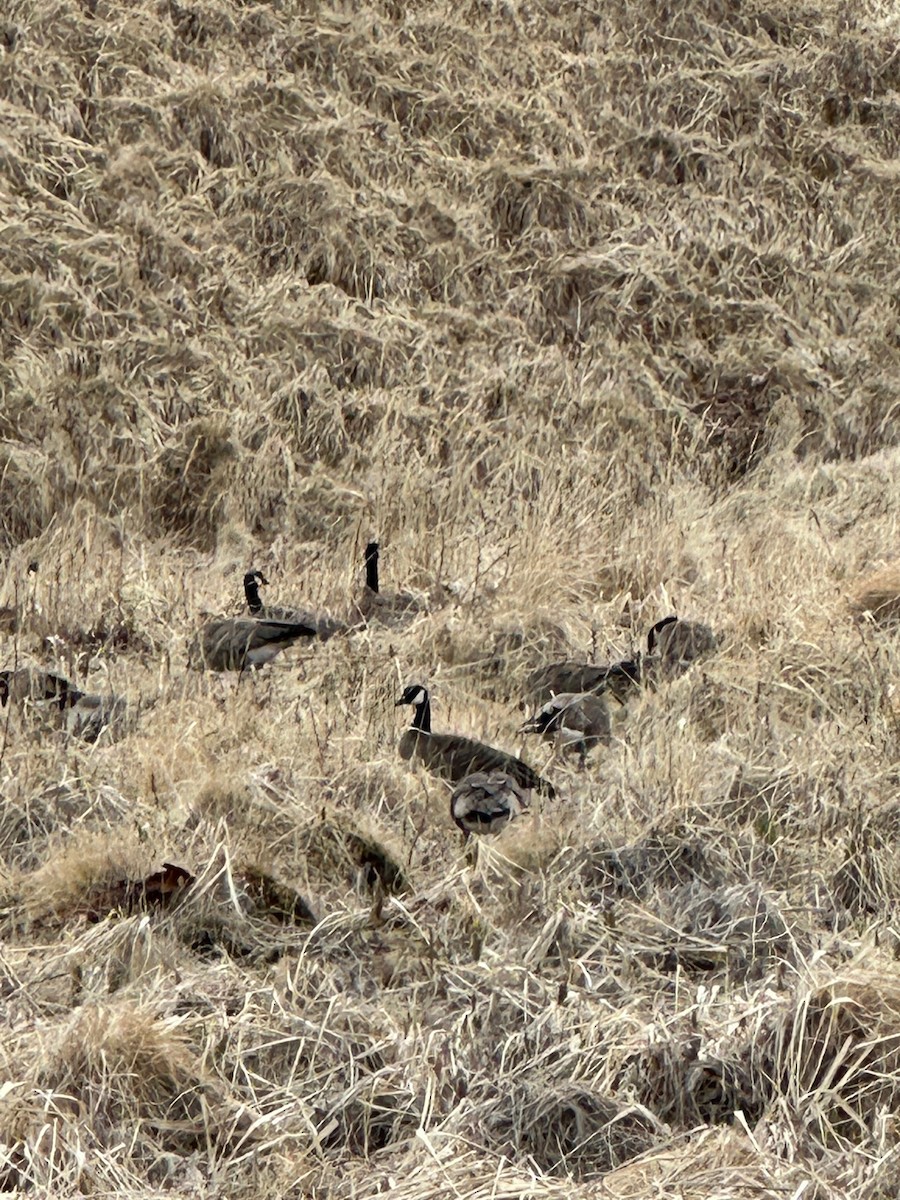 eBird Checklist - 27 Apr 2024 - The Train - 12 species