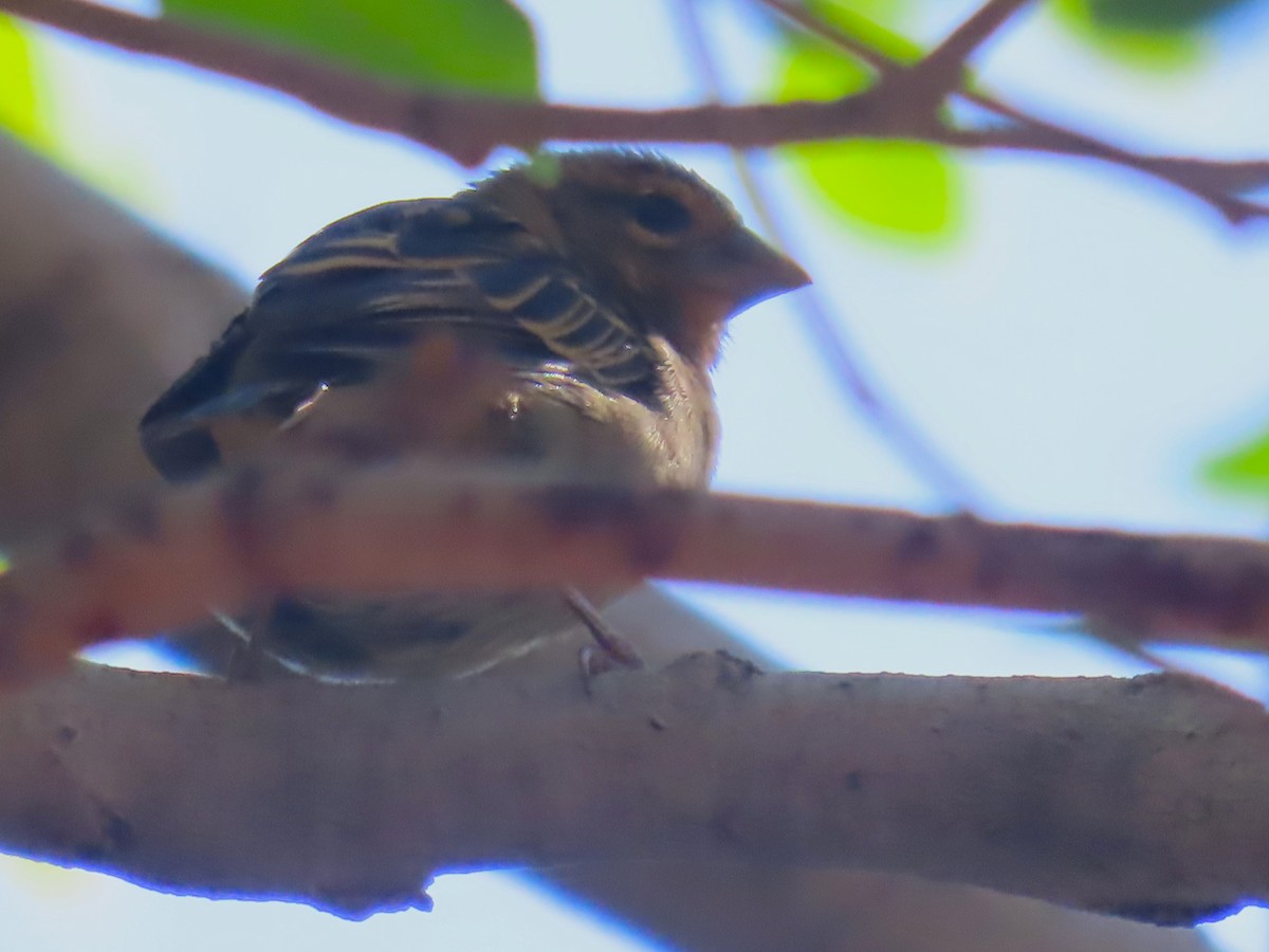 ML618192763 - Red Fody - Macaulay Library