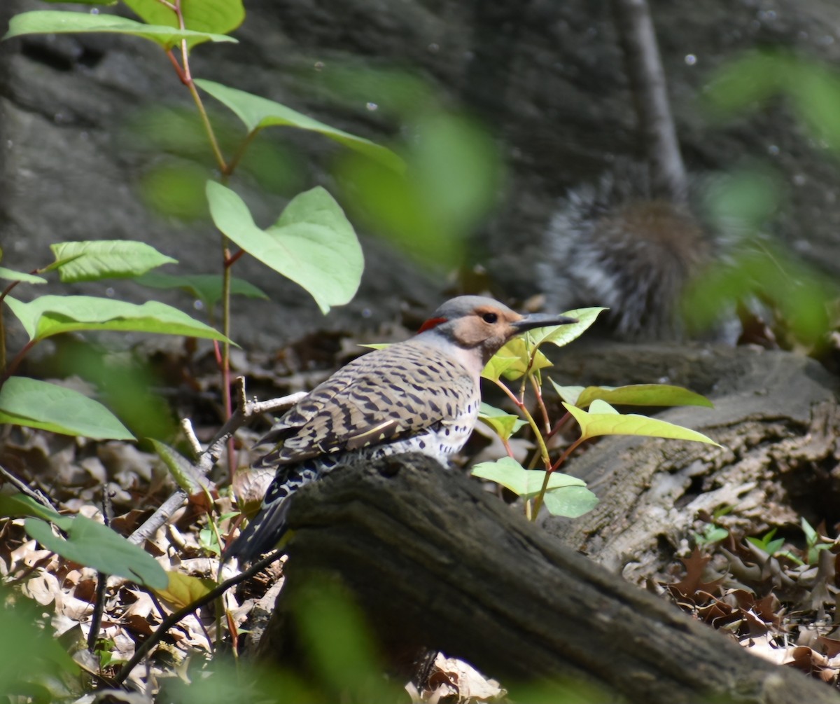 eBird Checklist - 26 Apr 2024 - Central Park--The Ramble - 19 species