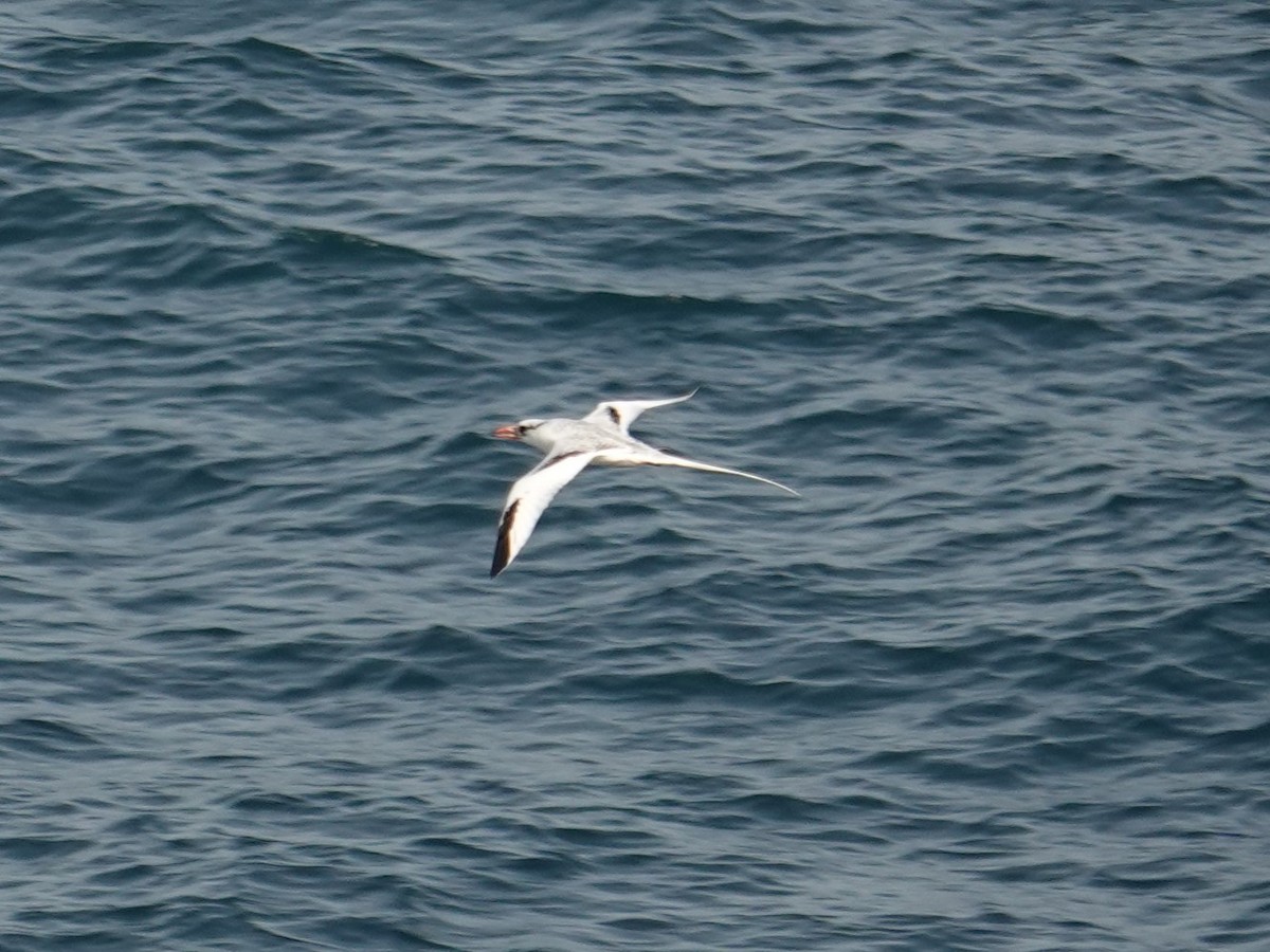 eBird Checklist - 29 Apr 2024 - Ras-Raysut Lighthouse - 4 species