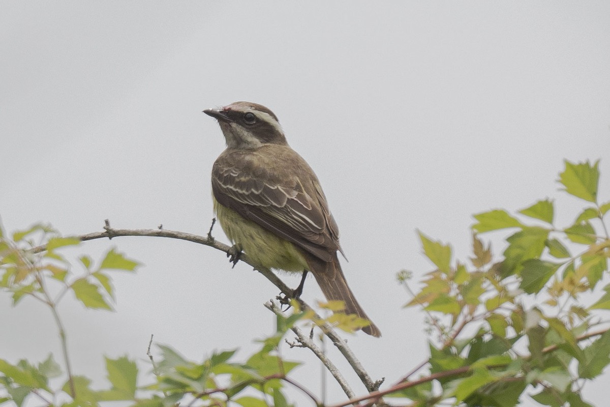 eBird Checklist - 29 Apr 2024 - Sylvan Rodriguez Park - 5 species