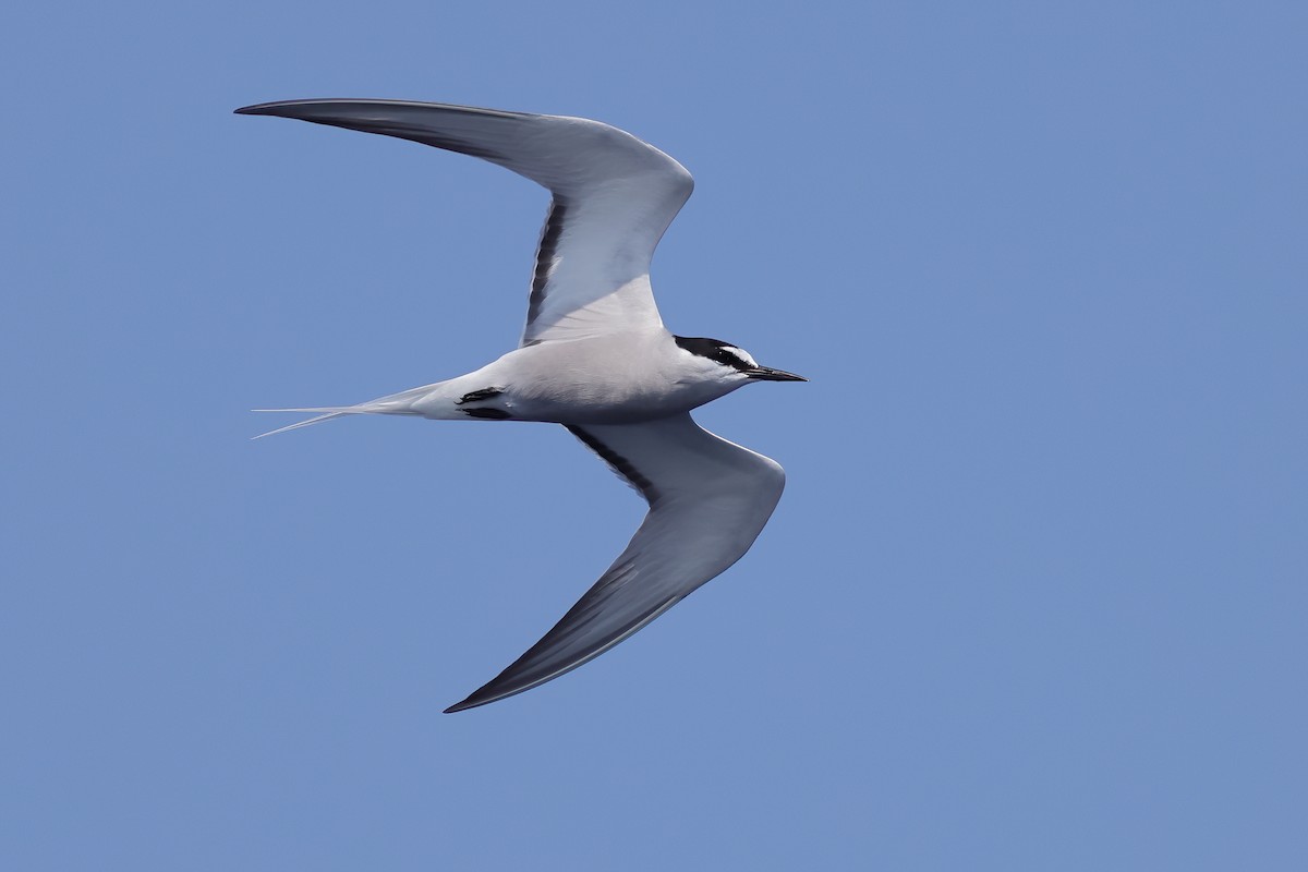 eBird Checklist - 29 Apr 2024 - 宜蘭--南方澳-東澳-南澳海域(Yilan--Nanfang'ao, Dong ...