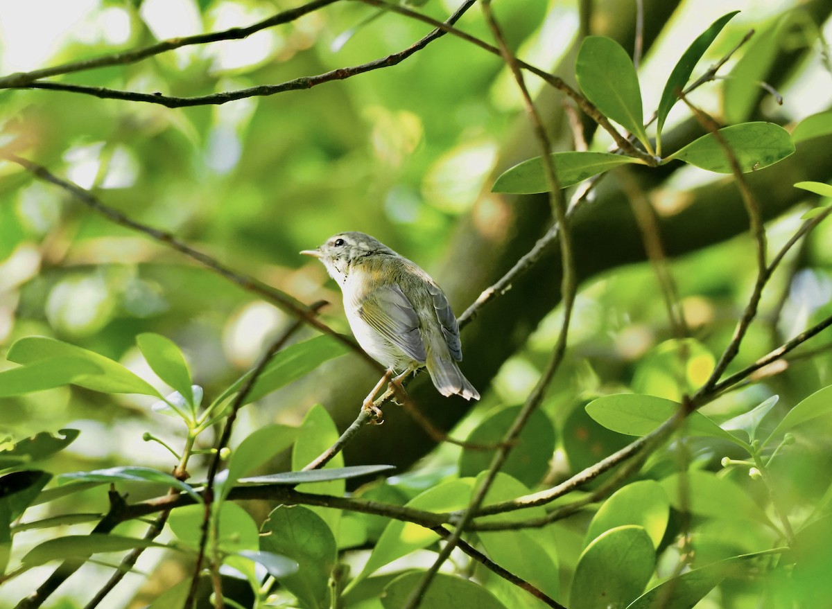 ML618209537 - Arctic Warbler - Macaulay Library
