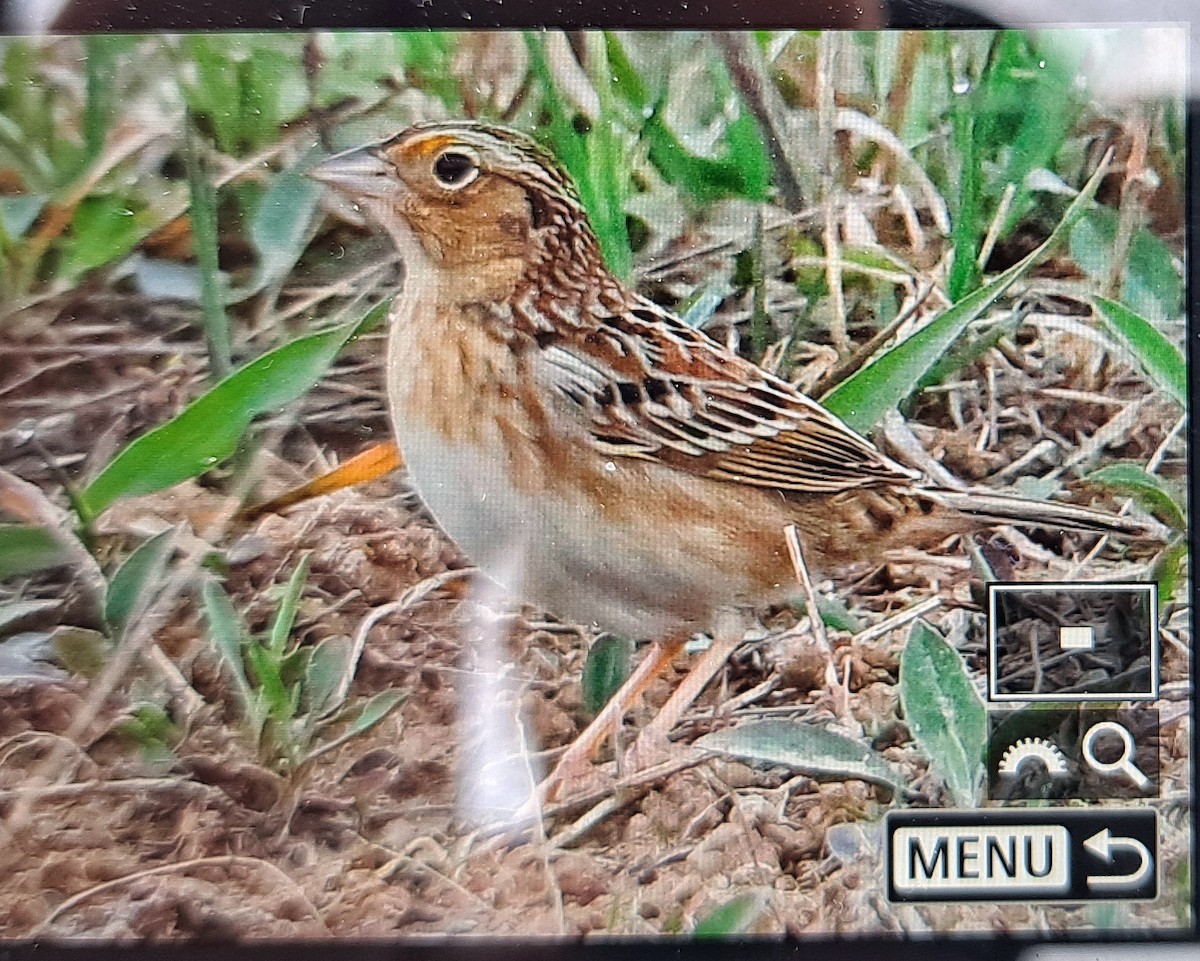 eBird Checklist - 30 Apr 2024 - Tillman Rd. WMA - 64 species