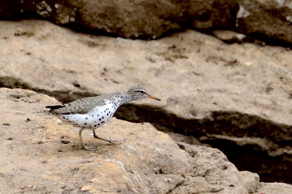 eBird Checklist - 27 Apr 2024 - Cheat Bridge - 20 species (+1 other taxa)