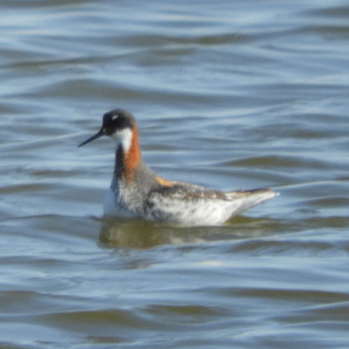 eBird Checklist - 30 Apr 2024 - Merced NWR (Please use a more specific ...