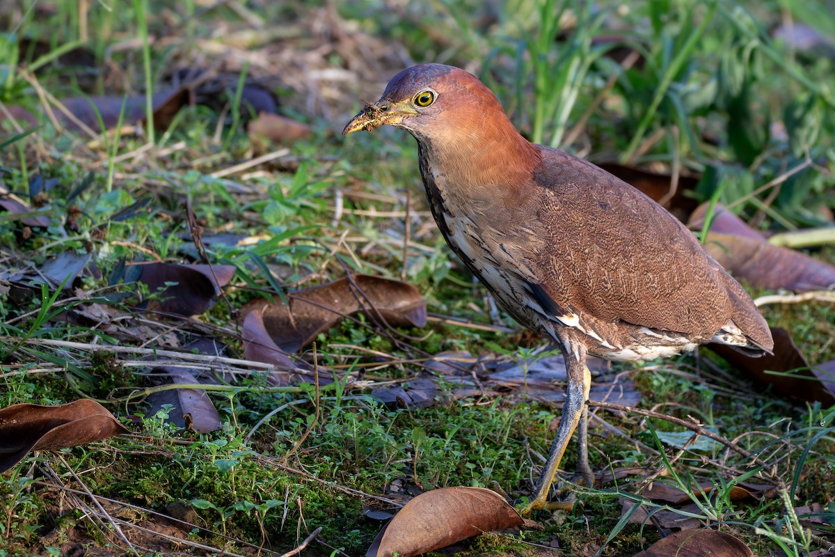 Japanese Night Heron - Gorsachius goisagi - Media Search - Macaulay ...