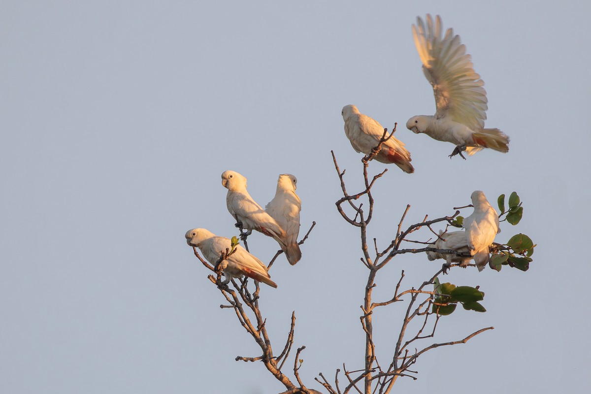 ML618246224 - Philippine Cockatoo - Macaulay Library