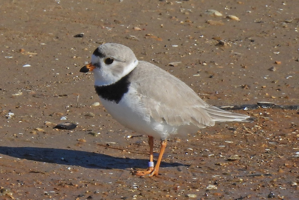 eBird Checklist - 30 Apr 2024 - Montrose Point Bird Sanctuary, Lincoln ...