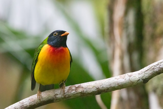 Nuestro equipo - eBird Venezuela