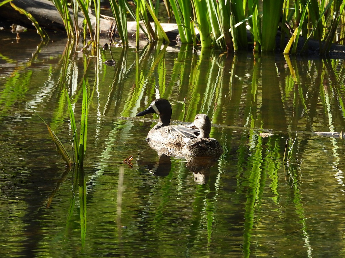 eBird Checklist - 1 May 2024 - LaBagh Woods Forest Preserve - 74 species