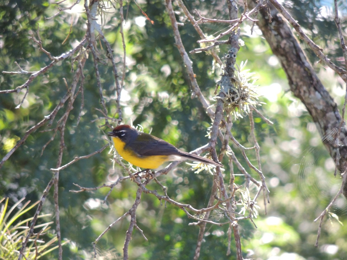 eBird Checklist - 20 Apr 2024 - Hotel Selva Montana - 8 species