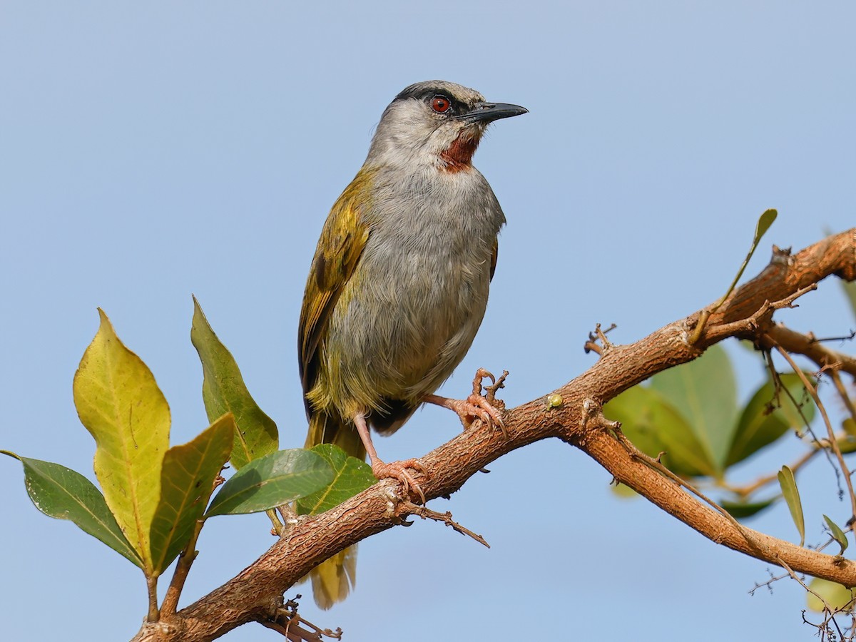 Gray-capped Warbler - Eminia lepida - Birds of the World