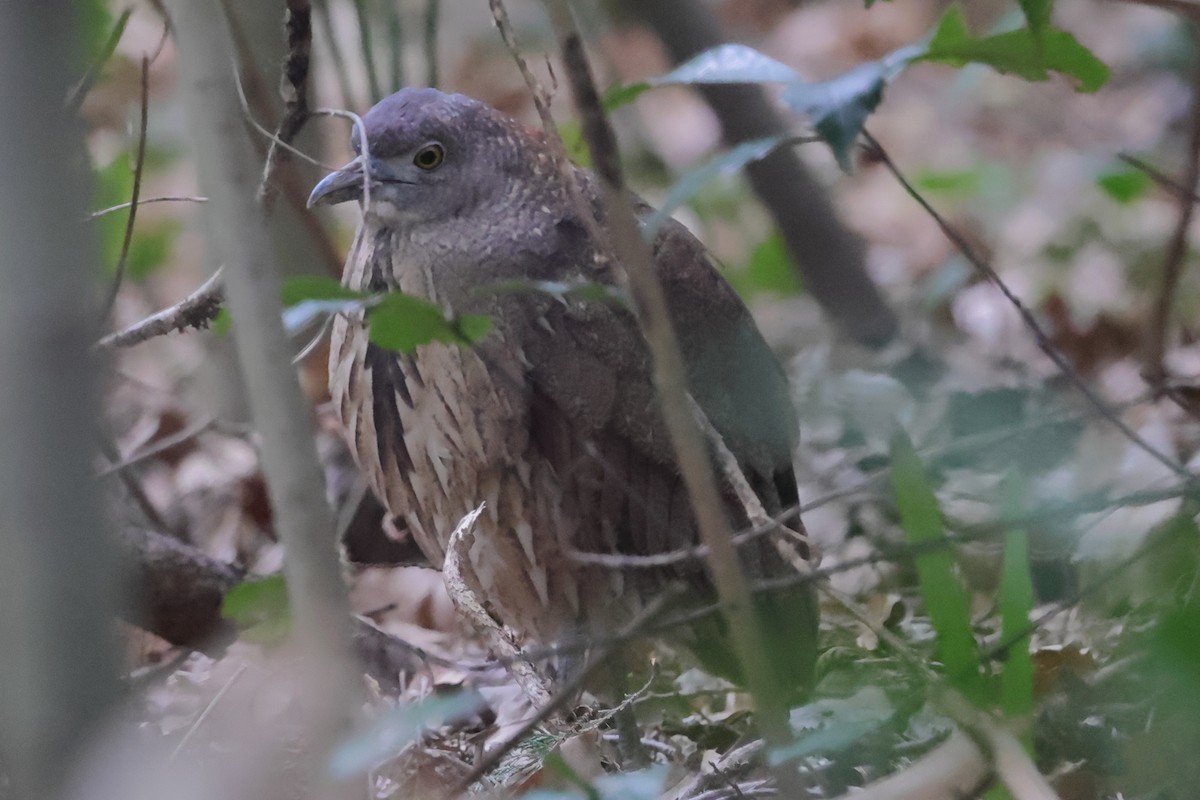 Japanese Night Heron - Gorsachius goisagi - Media Search - Macaulay ...
