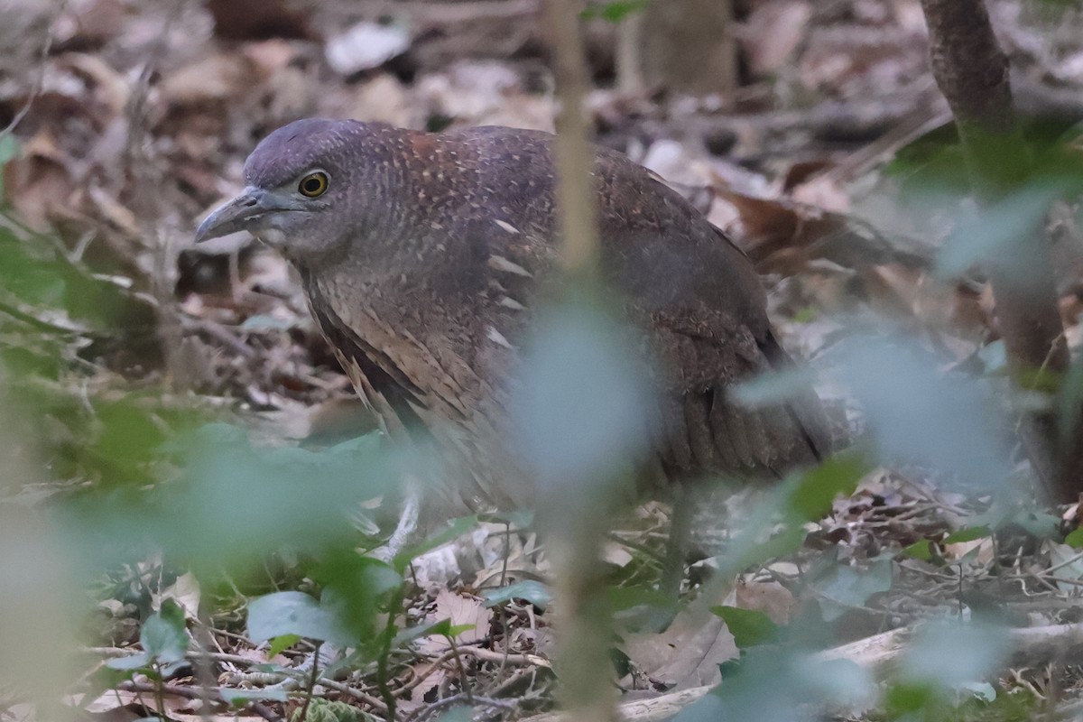 Japanese Night Heron - Gorsachius goisagi - Media Search - Macaulay ...