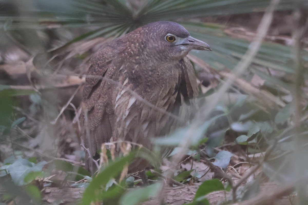 Japanese Night Heron - Gorsachius goisagi - Media Search - Macaulay ...