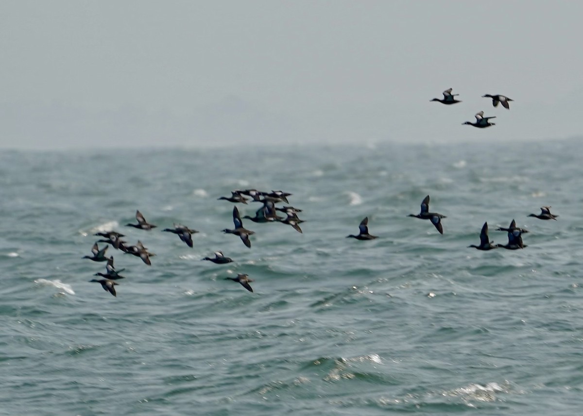 eBird Checklist - 1 May 2024 - Port Aransas Jetty (CTC 058) - 16 ...