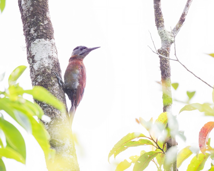 Gray-headed Woodpecker (Sumatran) - eBird