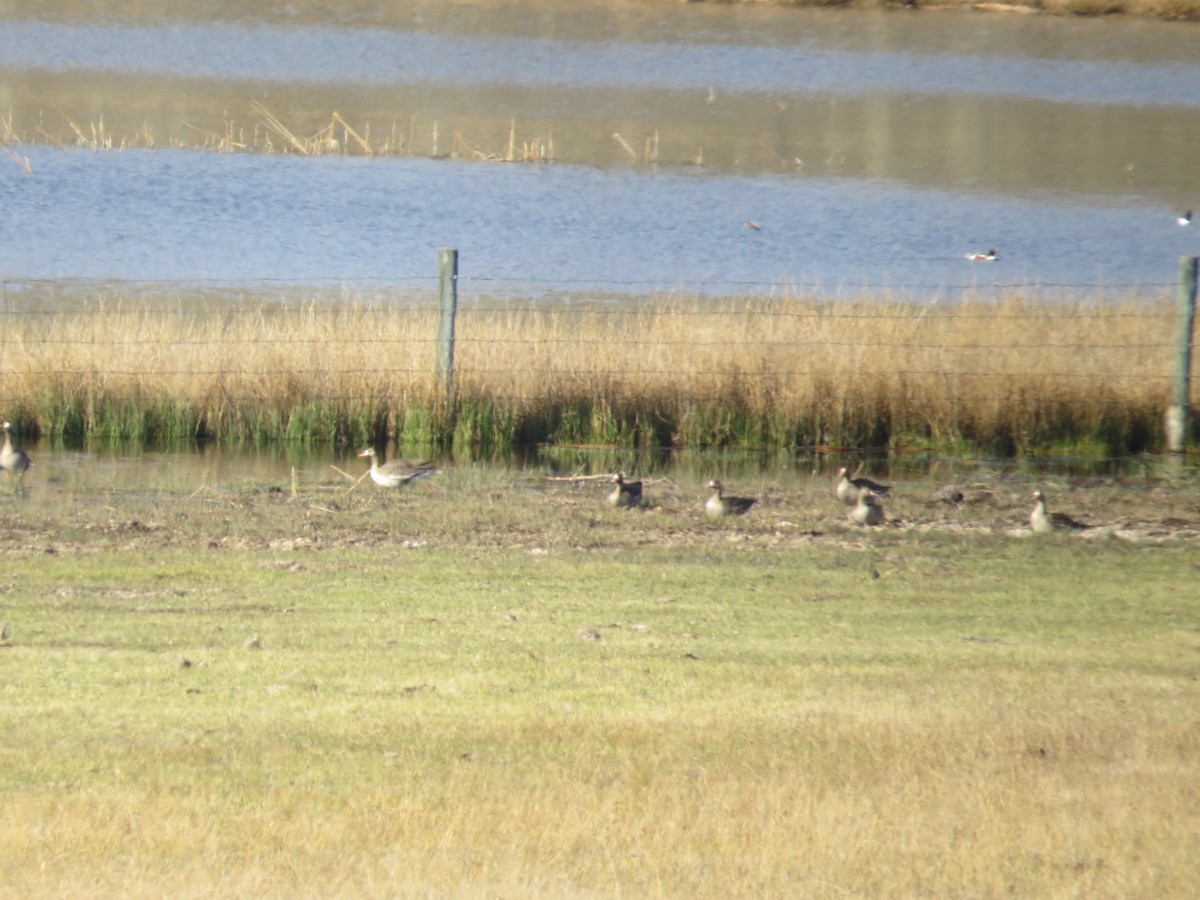 eBird Checklist - 2 May 2024 - Becher's Prairie & Lakes North of Hwy 20 ...