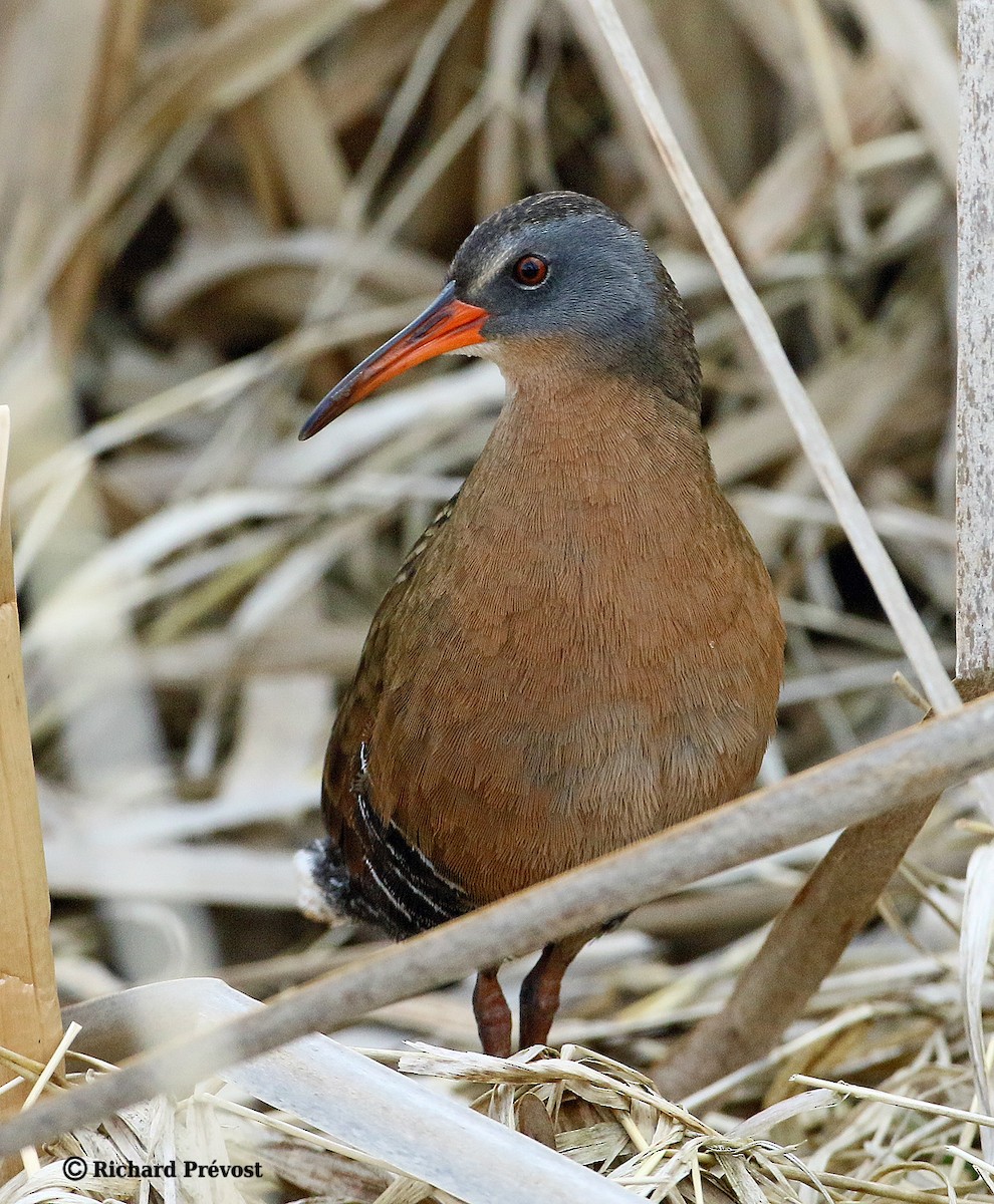 ML618346153 - Virginia Rail - Macaulay Library