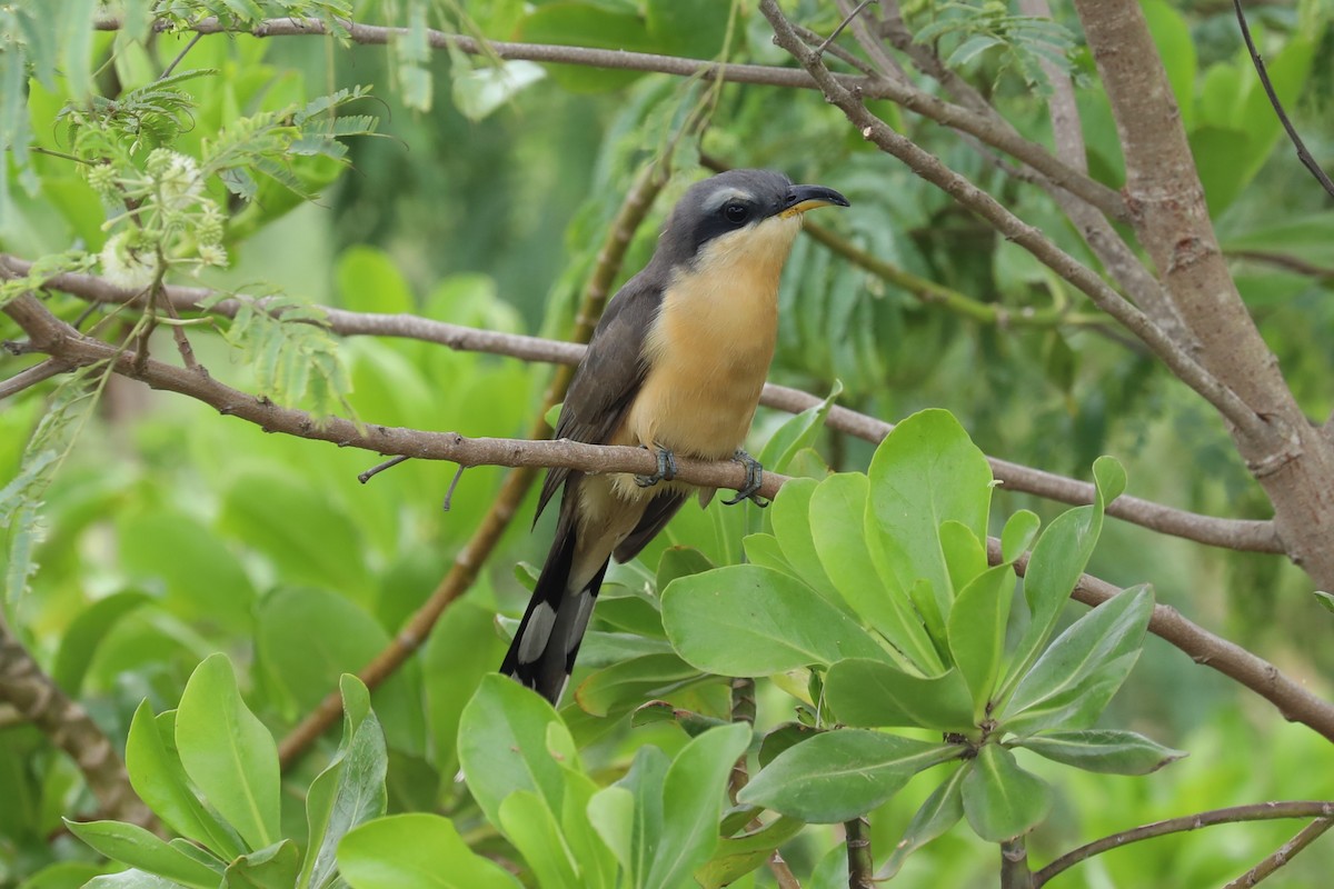 eBird Checklist - 2 May 2024 - South Padre Is.--Birding and Nature ...
