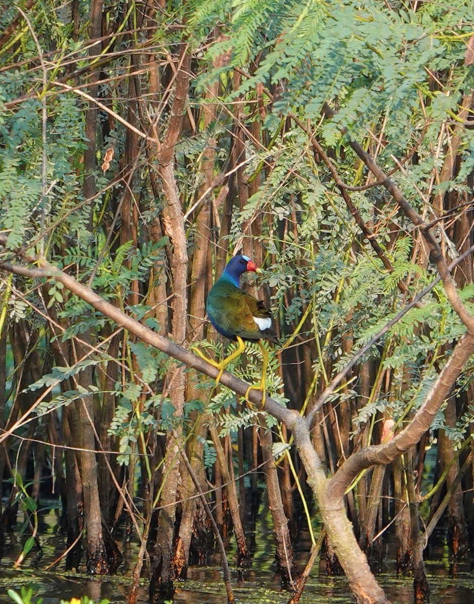 eBird Checklist - 2 May 2024 - El Franco Lee Park - 40 species
