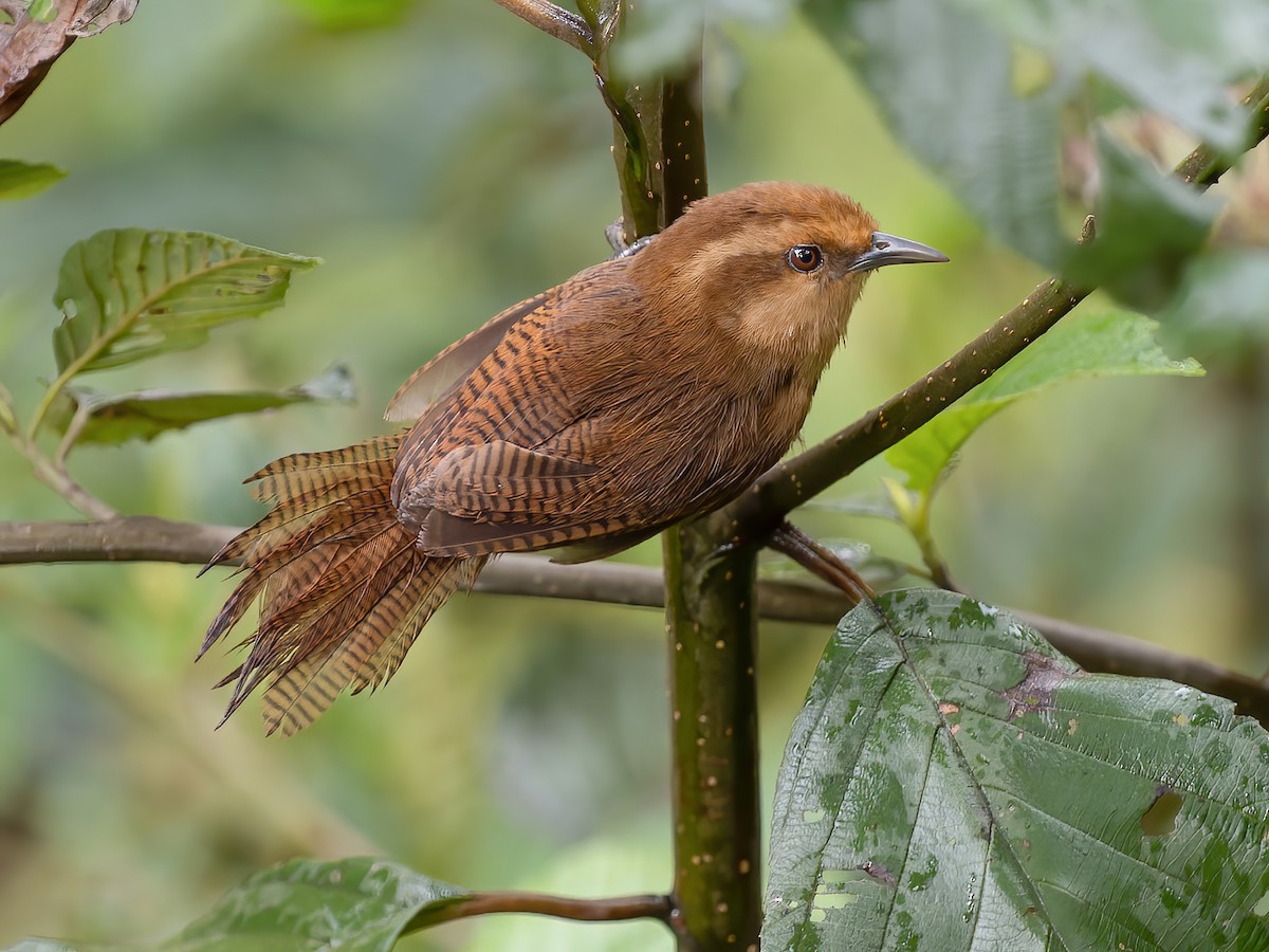 Fulvous Wren - Cinnycerthia fulva - Birds of the World