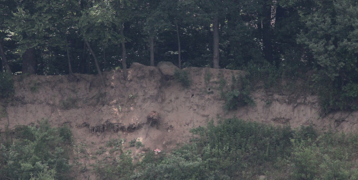 eBird Checklist - 18 Jun 2017 - Waterloo Valley Road - Tilcon Lake - 37 ...