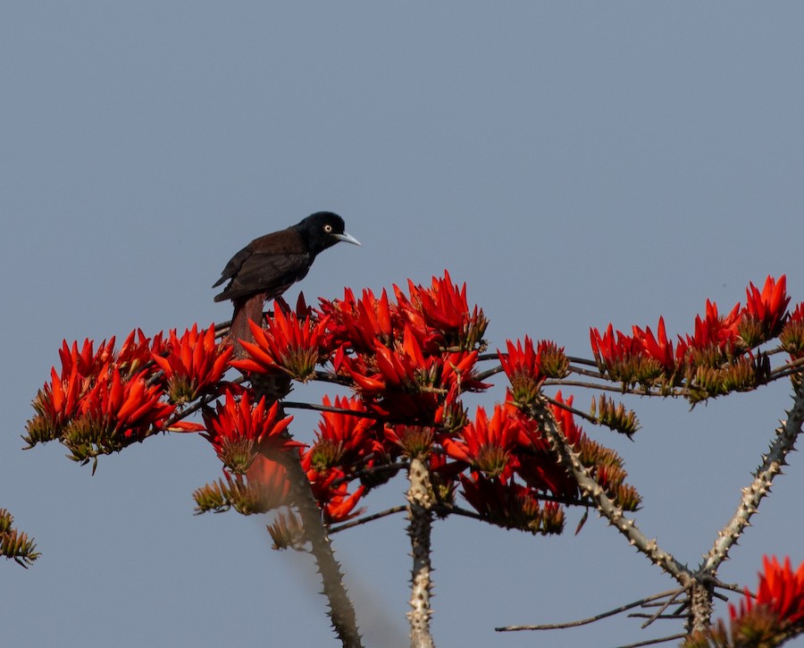 Maroon Oriole (Maroon) - eBird