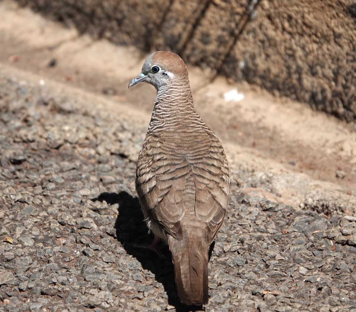 ML618382480 - Zebra Dove - Macaulay Library