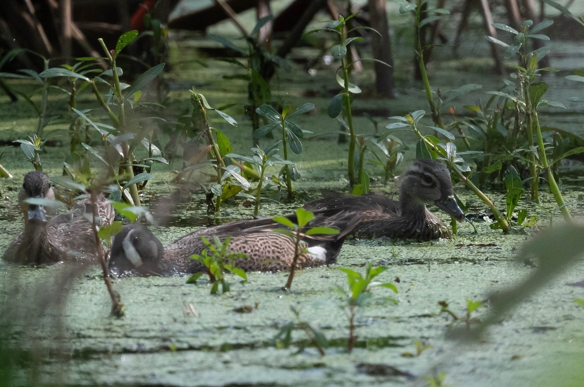 eBird Checklist - 3 May 2024 - El Franco Lee Park - 61 species