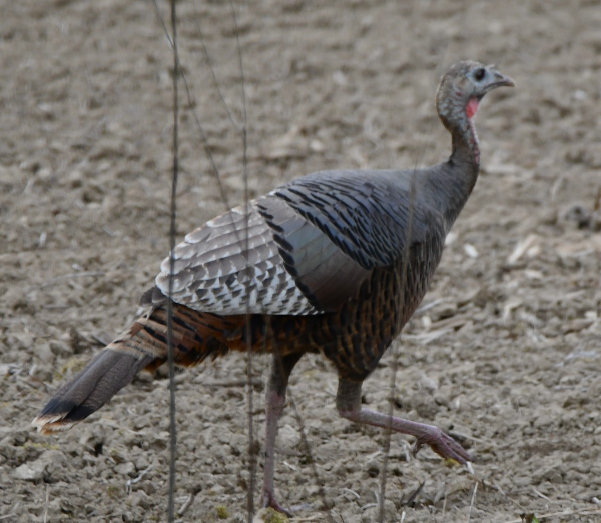 eBird Checklist - 3 May 2024 - US-OH-Ontario-3141 Ponderosa Ave - 40 ...