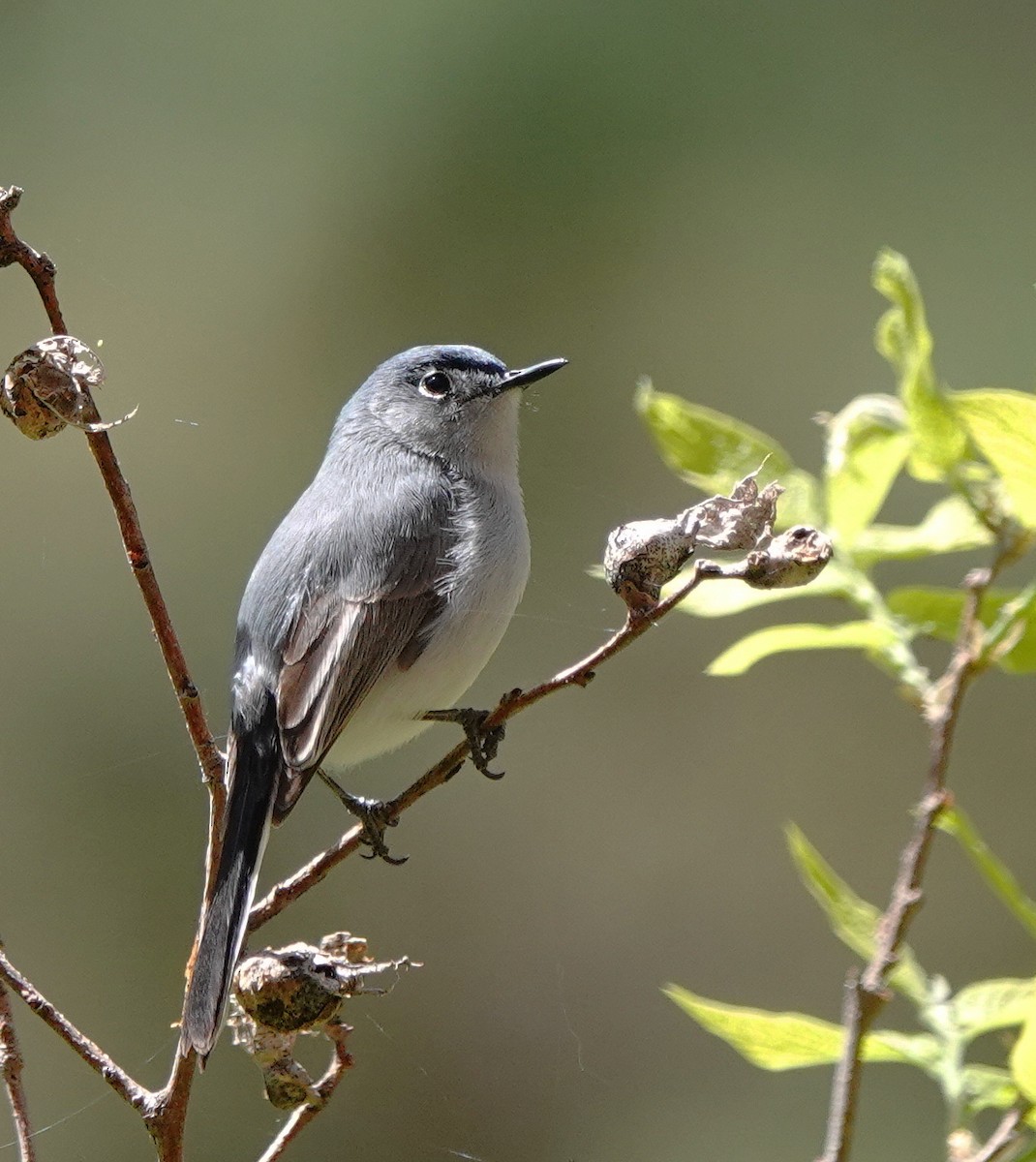 ML618400437 - Blue-gray Gnatcatcher - Macaulay Library