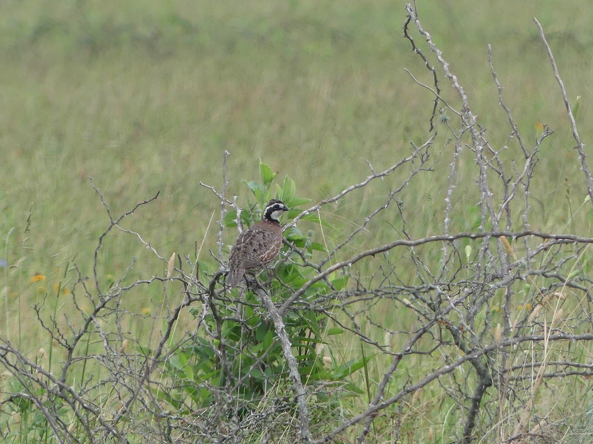 eBird Checklist - 4 May 2024 - Attwater Prairie Chicken NWR (CTC 004 ...