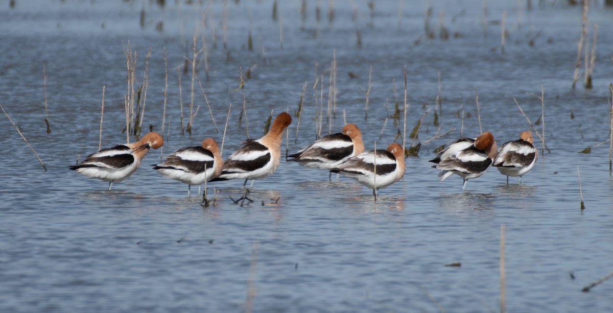 eBird Checklist - 4 May 2024 - Two Buttes SWA (as a whole) - 116 ...