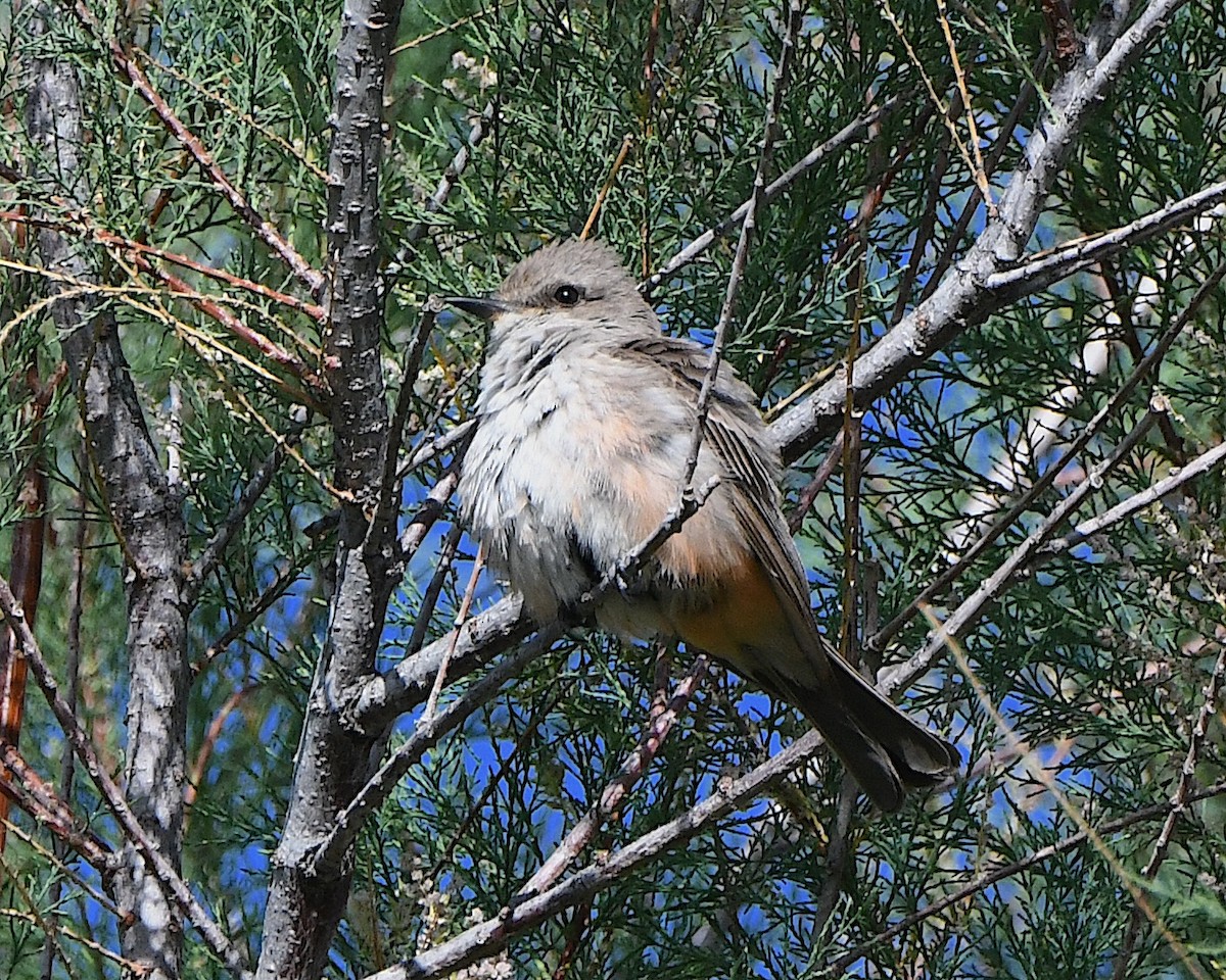 eBird Checklist - 4 May 2024 - Benson STP - 20 species